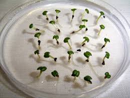 Seed Technology